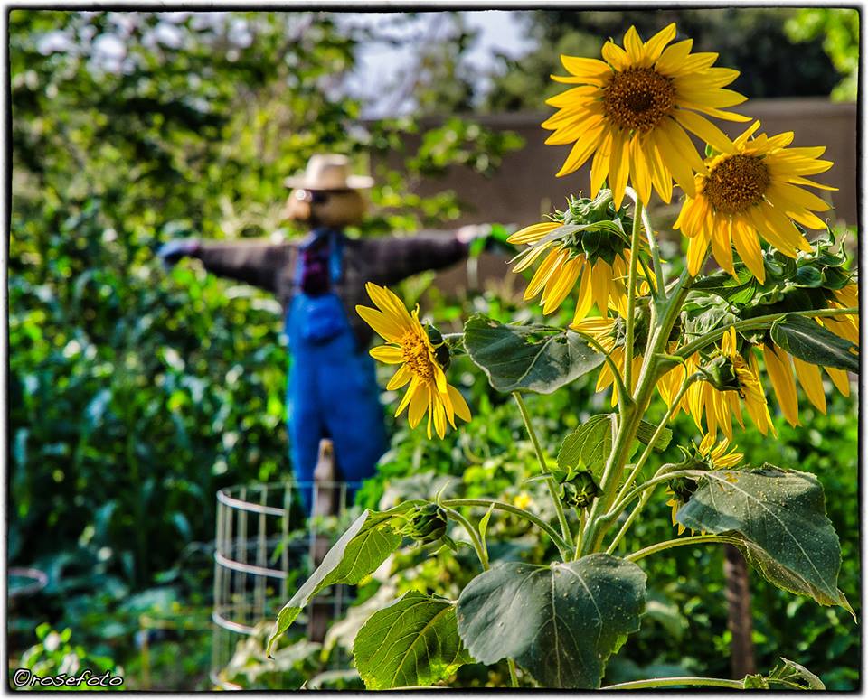 Community Garden - UCC Redlands